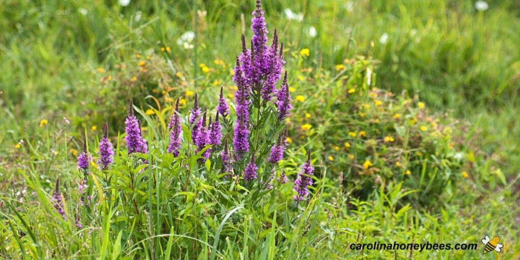 Invasive Plants Bees Like - Carolina Honeybees