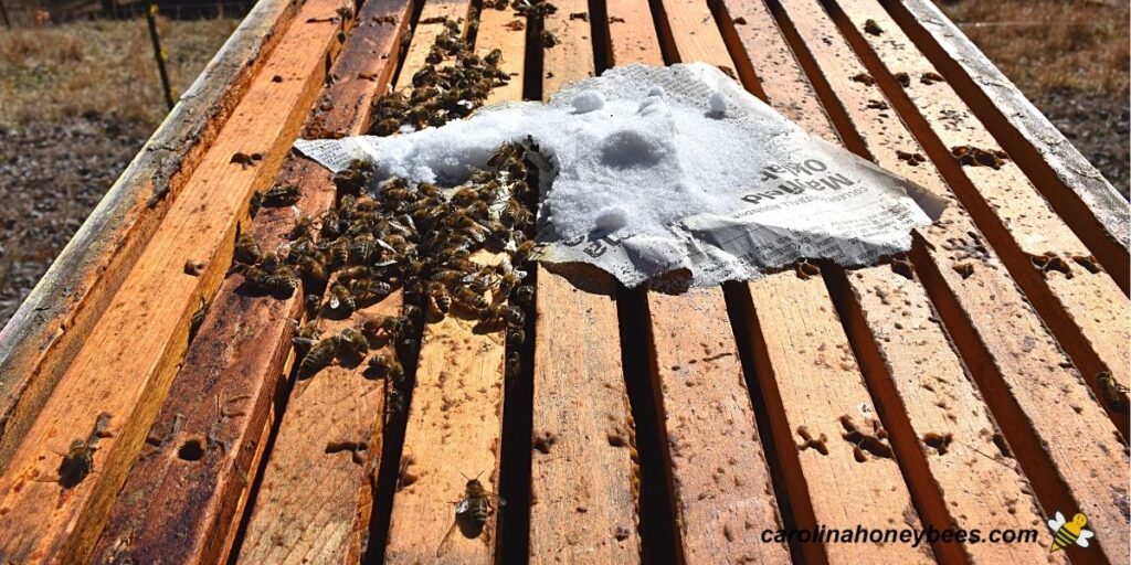 Top Reasons Why Beehives Die Over Winter - Carolina Honeybees