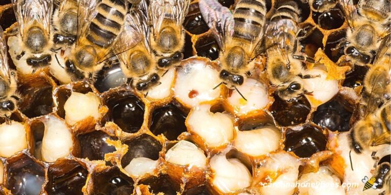 Using Essential Oils for Honey Bees - Carolina Honeybees