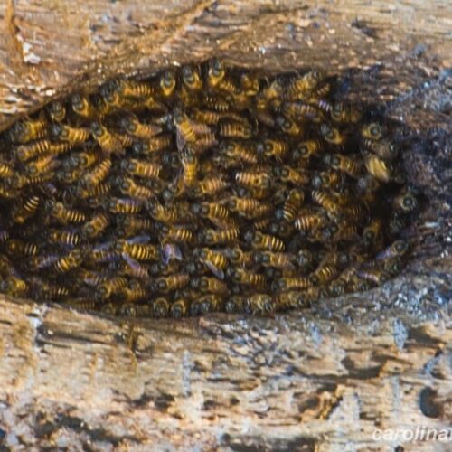 Getting Rid of Bees Near Your Home - Carolina Honeybees