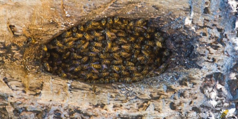 How to Remove Bees from a House Safely - Carolina Honeybees