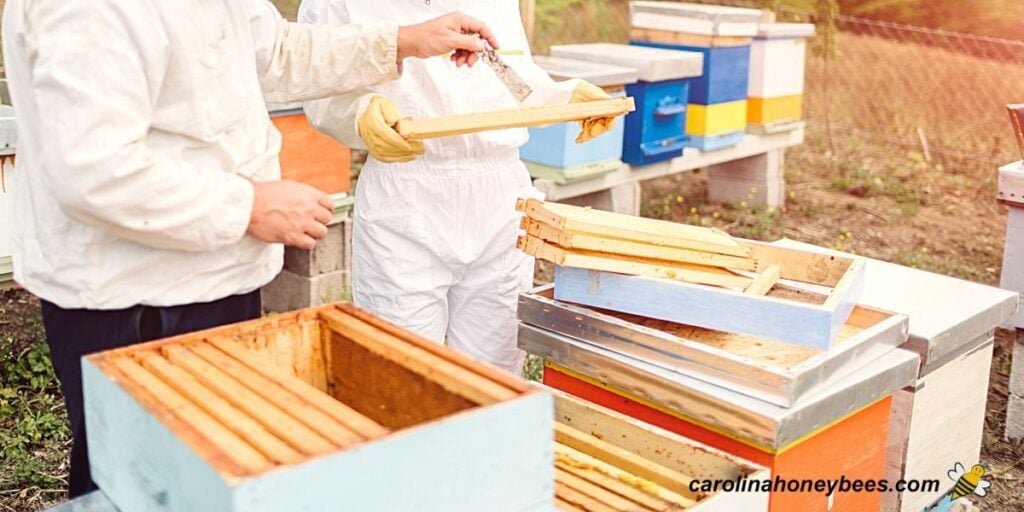 How to Start Beekeeping: A Beginner’s Guide- Carolina Honeybees