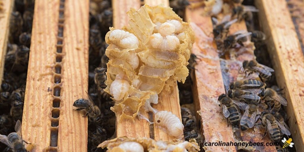 Beekeeping Mistakes: You Can Avoid- Carolina Honeybees