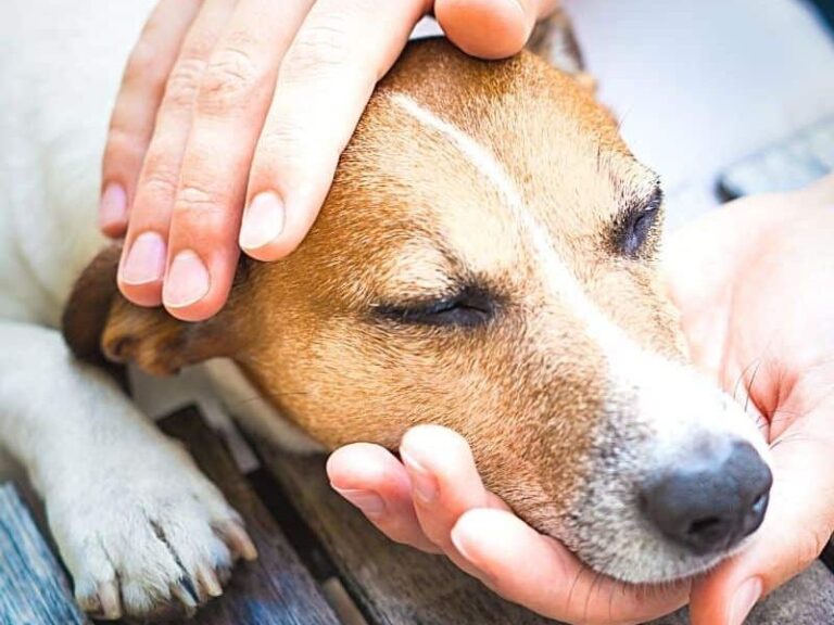 My Dog Ate a Bee-What to do?- Carolina Honeybees