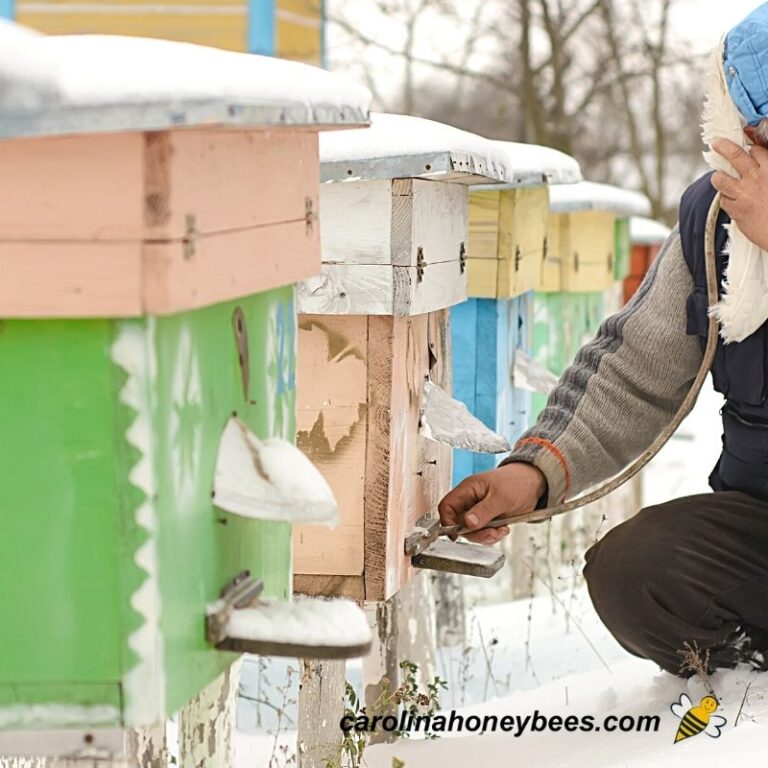 Beekeeping in Winter | Important Tasks - Carolina Honeybees