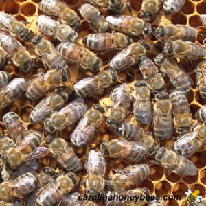 How to Encourage Bees to Build Comb Faster- Carolina Honeybees