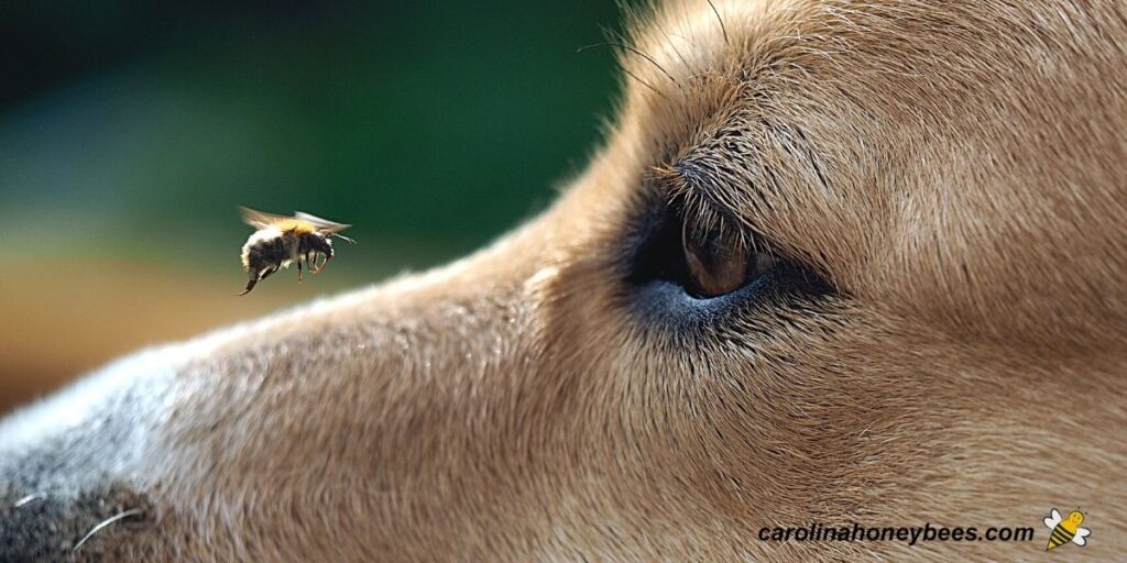 My Dog Ate a Bee-What to do?- Carolina Honeybees