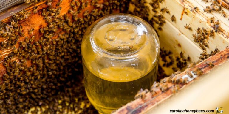 Feeding Bees in Fall - {Beekeeper's Guide} - Carolina Honeybees