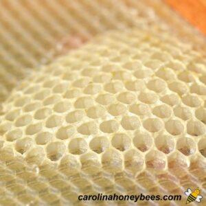 How to Encourage Bees to Build Comb Faster- Carolina Honeybees