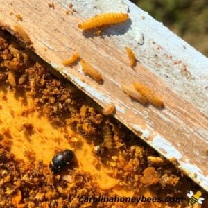 Small Hive Beetles: A Beekeeper's Guide - Carolina Honeybees