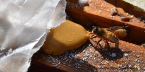 How to Make Pollen Patties for Bees - Carolina Honeybees