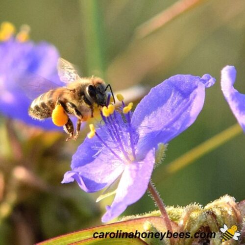 What do Bees Eat? - (Bee Diet) 🐝 - Carolina Honeybees