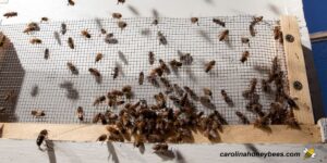 Robber Bees: How to Stop Honey Bee Robbing- Carolina Honeybees