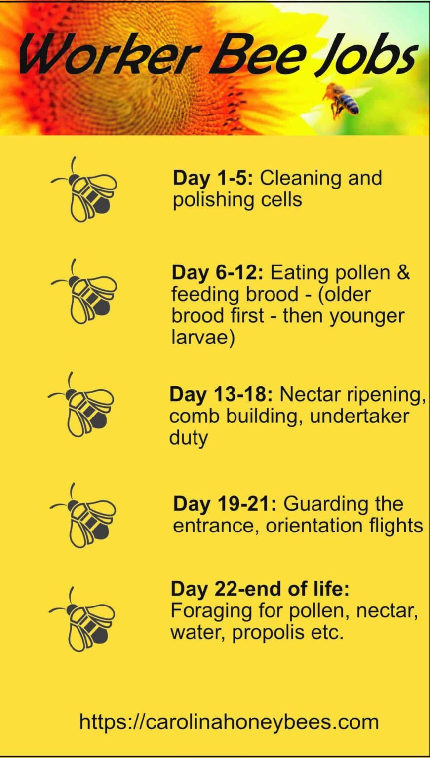 The Role of Worker Bees - Carolina Honeybees