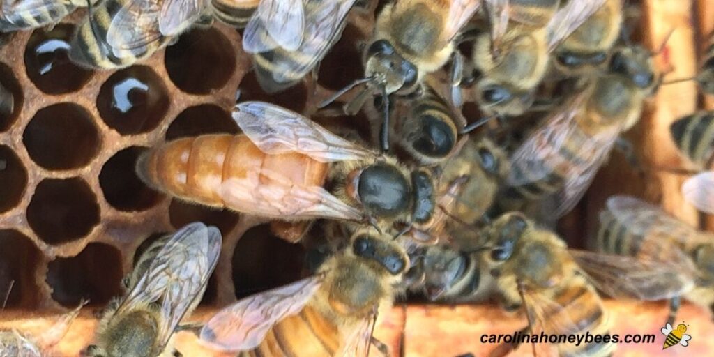 What is the Role of the Queen Bee- Carolina Honeybees
