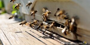 Robber Bees: How to Stop Honey Bee Robbing- Carolina Honeybees