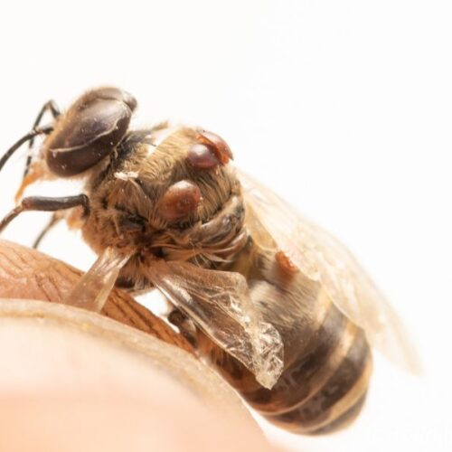 When to Treat Bees For Mites? - Carolina Honeybees