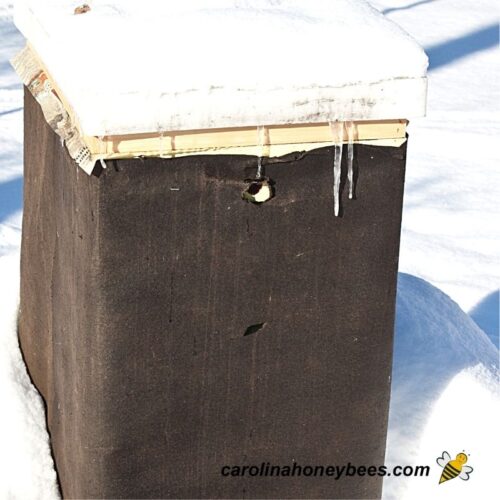 How to Winterize a Beehive for Maximum Survival- Carolina Honeybees