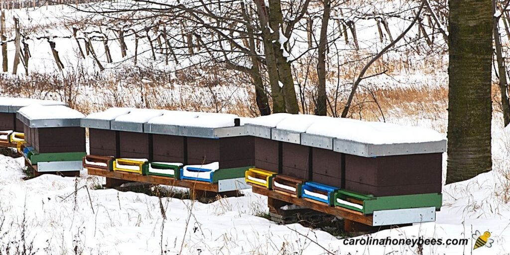 Beekeeping in Winter | Important Tasks - Carolina Honeybees