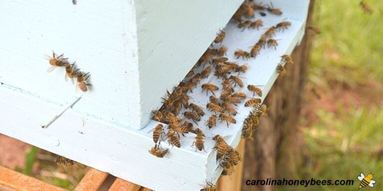 What is a Beekeeping Nuc? - Carolina Honeybees