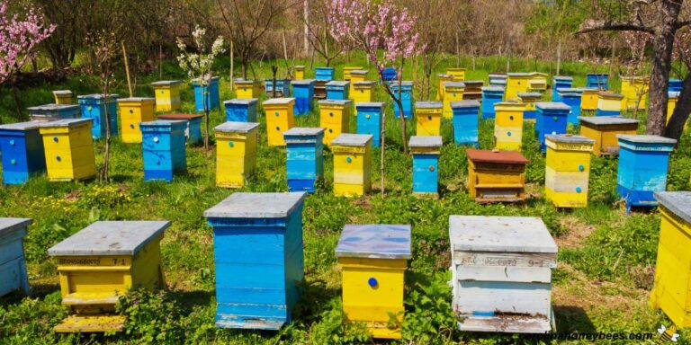 Different Types of Beehives (Pros & Cons)- Carolina Honeybees