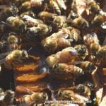 What is Burr Comb? Strategies for Prevention & Removal - Carolina Honeybees