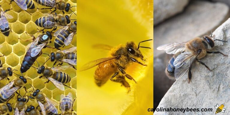 Honey Bee Life Cycle- Carolina Honeybees