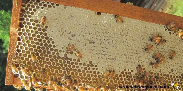 How to Collect Honey from Bees - Carolina Honeybees