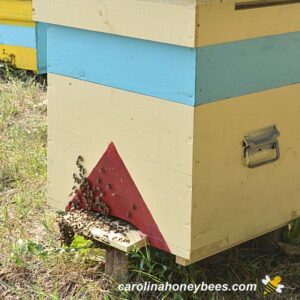 How to Set Up an Apiary (Bee Yard) - Carolina Honeybees