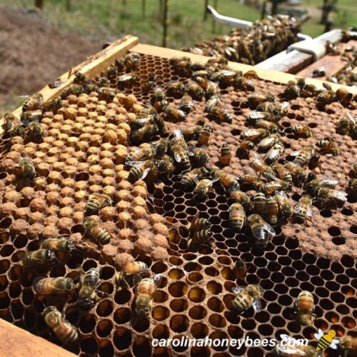 Do You Have a Drone Laying Queen?- Carolina Honeybees