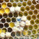 Honey Bee Life Cycle- Carolina Honeybees