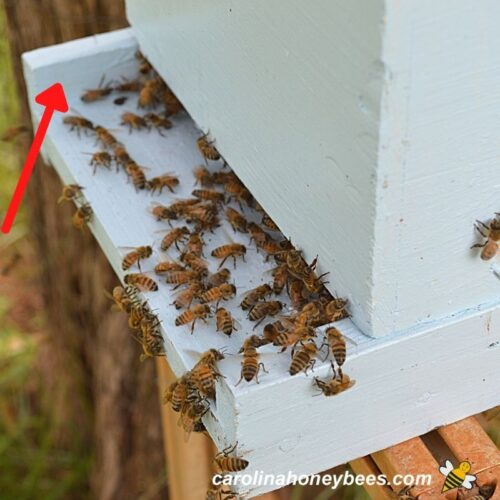 Bottom Boards for a Beehive: How to Choose One?- Carolina Honeybees