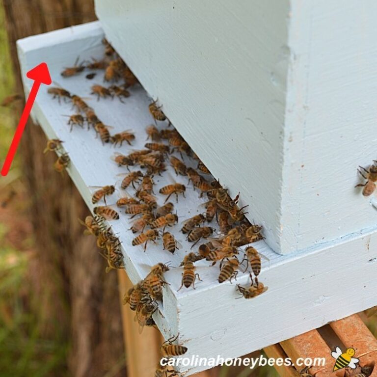Bottom Boards for a Beehive: How to Choose One?- Carolina Honeybees