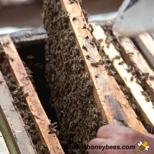 How to Build a Beehive of Your Own - Carolina Honeybees