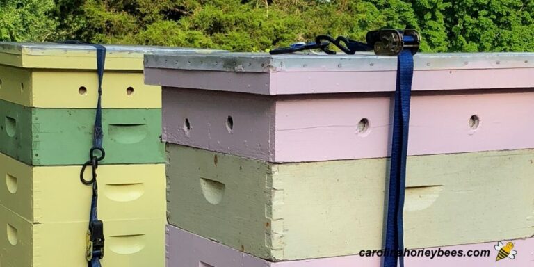Best Way to Move a Beehive - Carolina Honeybees