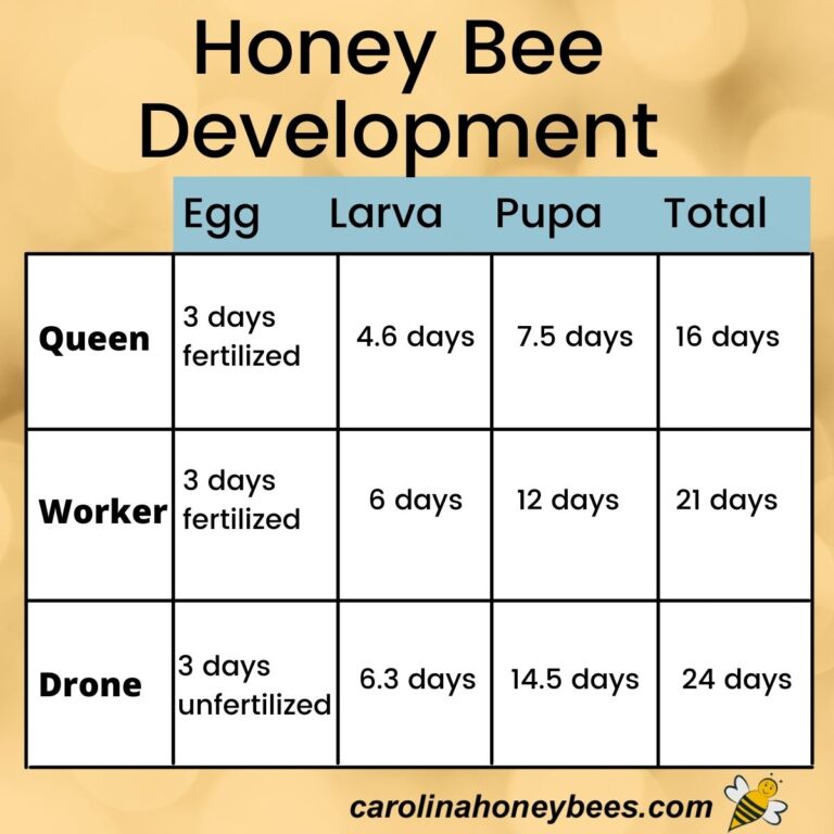 Honey Bee Life Cycle- Carolina Honeybees