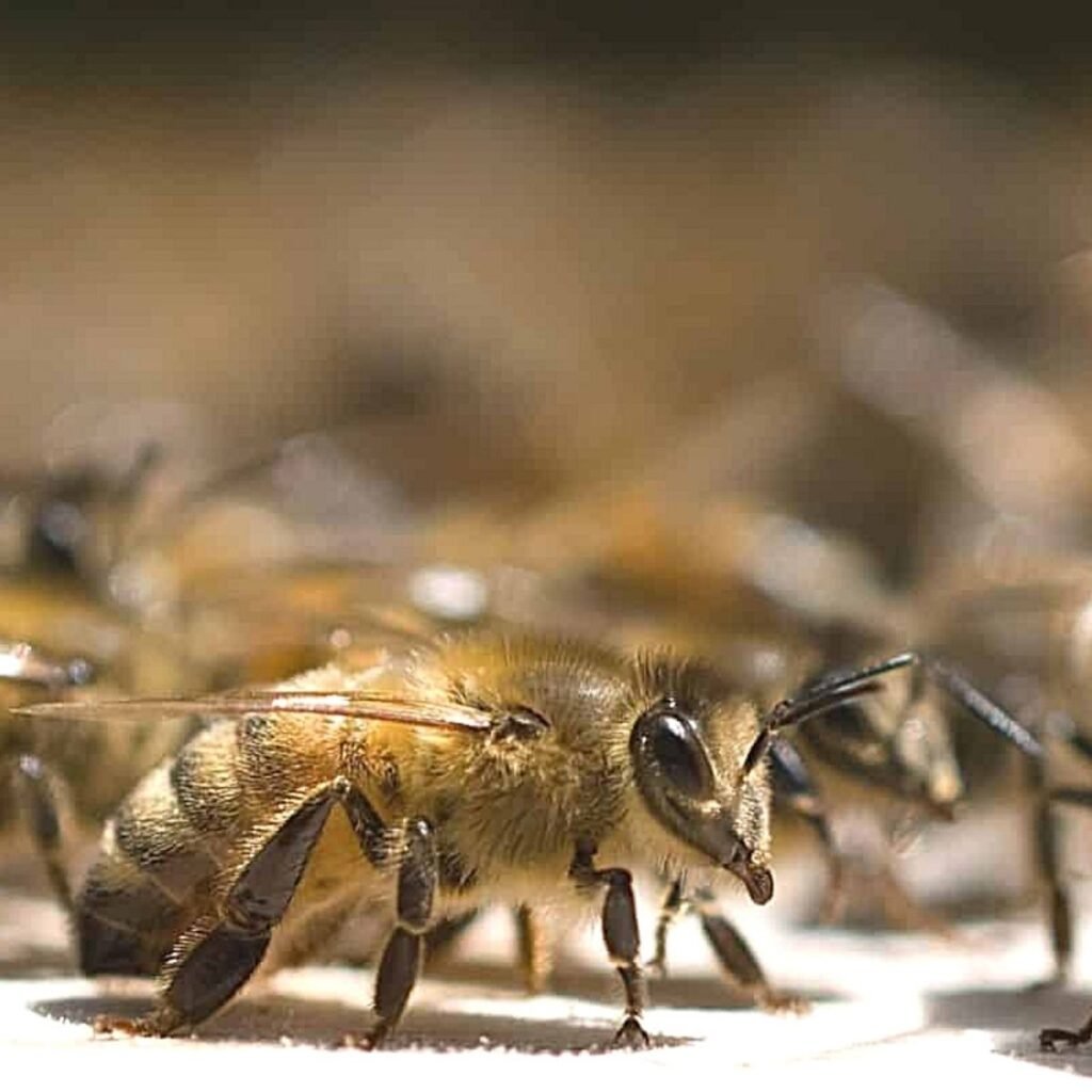 What are Best Types of Honey Bees? - Carolina Honeybees