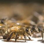 DIY Mini Bee Skep Craft Decoration - Carolina Honeybees