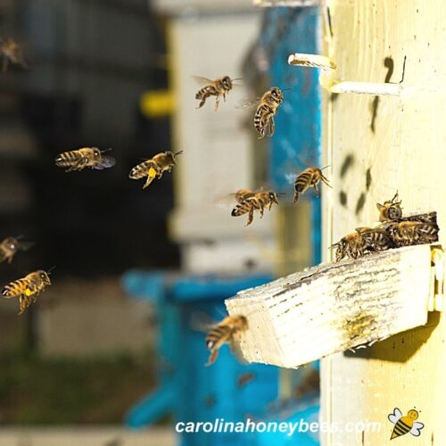 How to Move a Beehive {Don't Lose Bees} - Carolina Honeybees