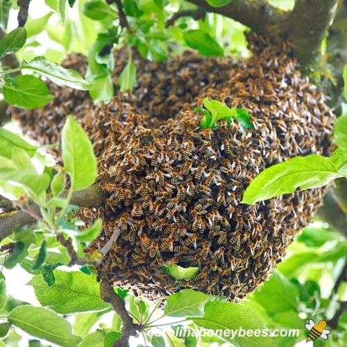 Scout Bees - Why They are Important- Carolina Honeybees