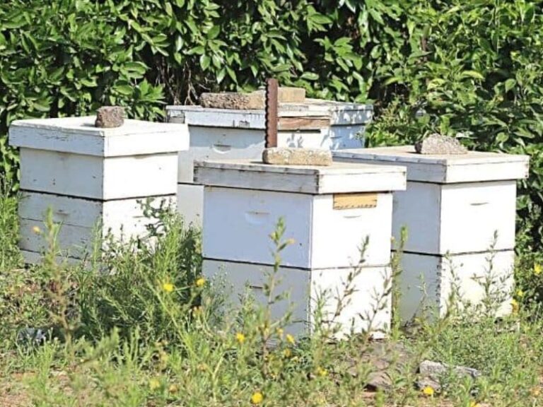 Different Types of Beehives (Pros & Cons)- Carolina Honeybees