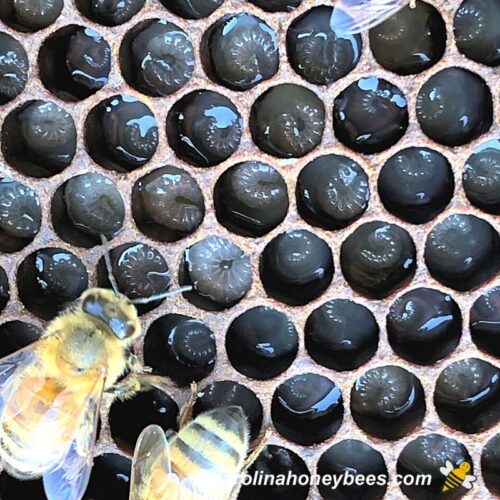 Honey Bee Life Cycle- Carolina Honeybees