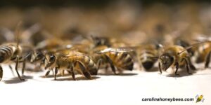 Honey Bee Life Cycle- Carolina Honeybees