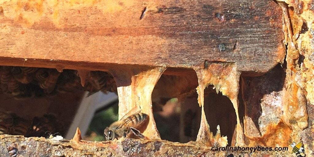 How to Harvest Bee Propolis from Your Hives - Carolina Honeybees