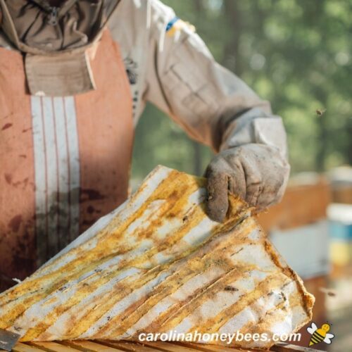 How to Harvest Bee Propolis from Your Hives - Carolina Honeybees