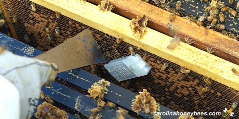 Do You Have a Drone Laying Queen?- Carolina Honeybees