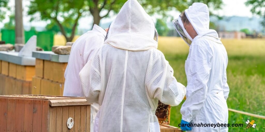 How to Choose a Beekeeping Suit: A Beginner’s Guide- Carolina Honeybees