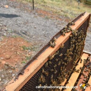 How to Harvest Bee Propolis from Your Hives - Carolina Honeybees