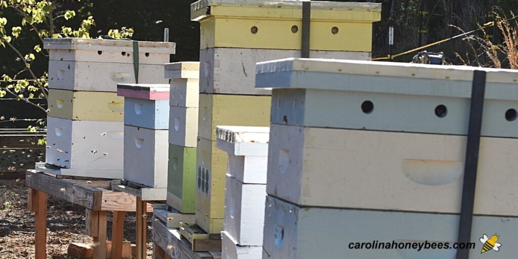 How To Set Up An Apiary Bee Yard Carolina Honeybees