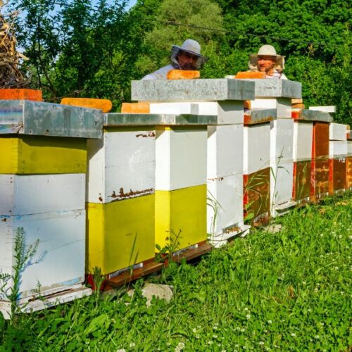 How to Set Up an Apiary (Bee Yard) - Carolina Honeybees